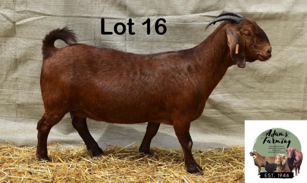 1X KALAHARI RED DOE ADAMS FARMING GRANDIN STUD & TRIFECTA ELITE AUCTION ...