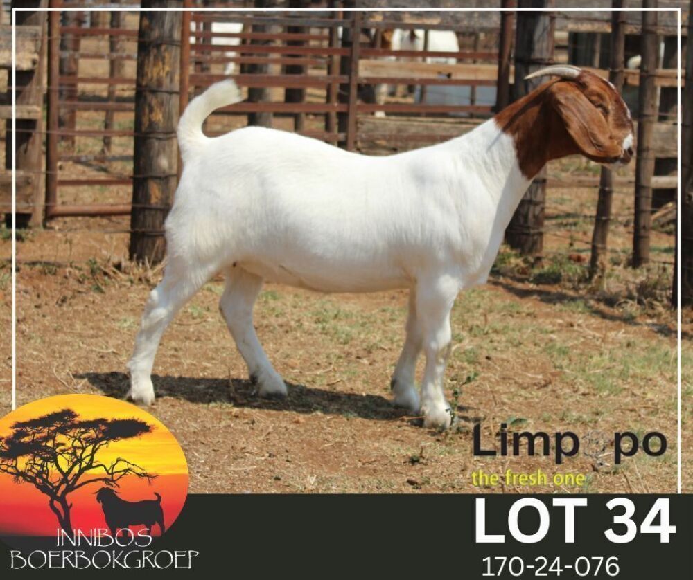 1 X BOER GOAT FLOCK DOE Fourie Boerbokstoet INNIBOS BOERBOKGROEP | CDP ...
