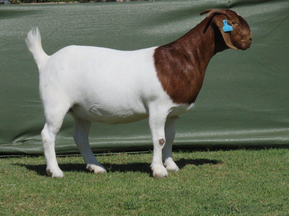 1 X BOER GOAT STUD DOE Shongololo Boerdery BOSVELD BOERBOKKLUB SALE OF ...