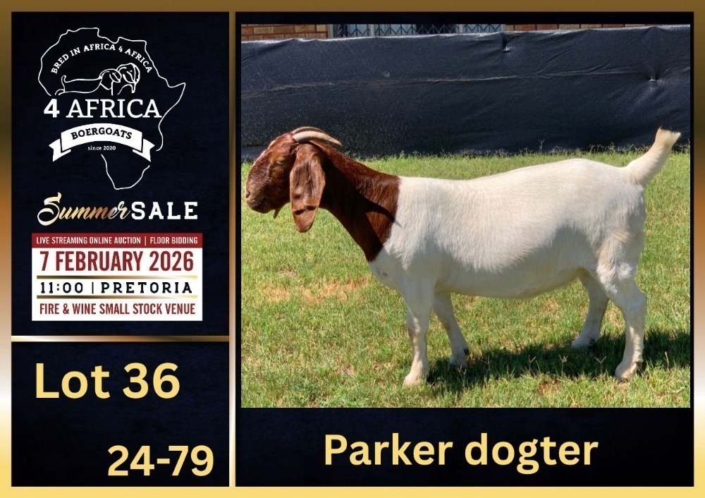 1 X BOER GOAT STUD DOE BIETJIE BERG BOERBOK STOET 4 AFRICA BOERGOATS ...