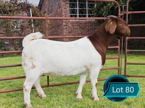1 X BOER GOAT FLOCK ON COLOUR AND TEAT DOE Lukas Burger Boerbok Stoet ...