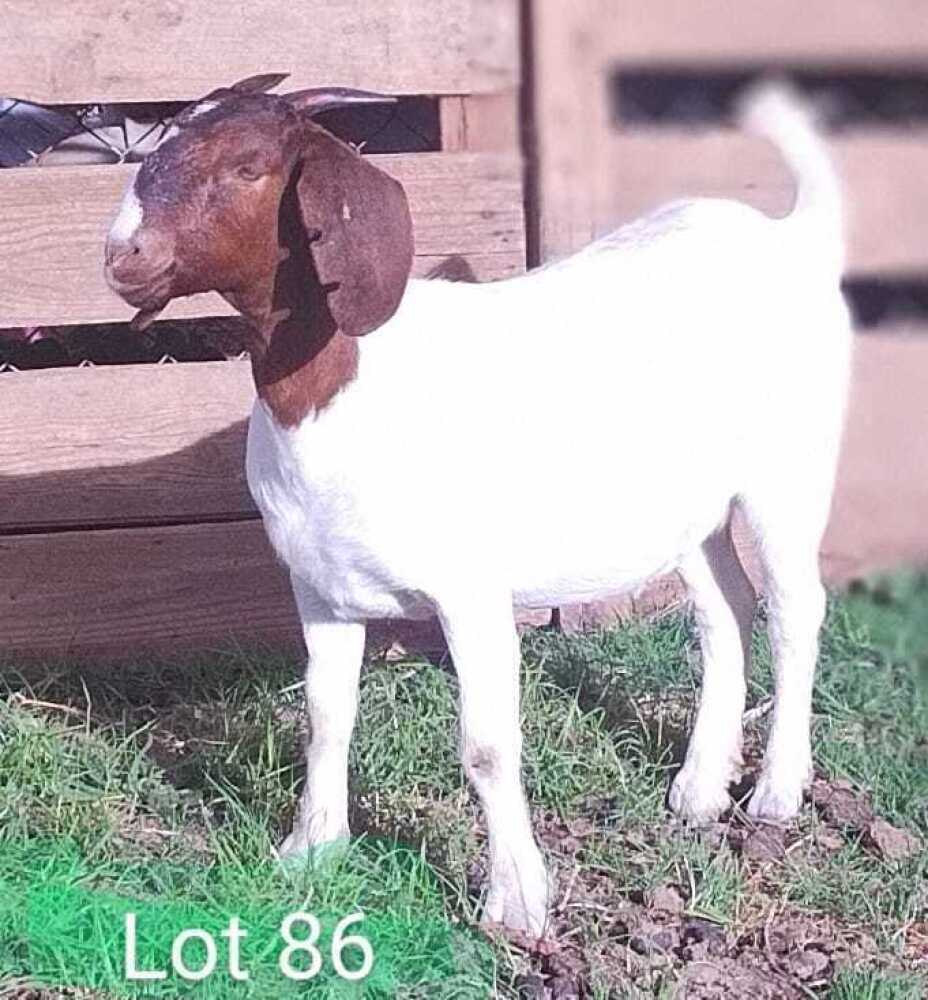 LOT 86 1X BOER GOAT OOI/EWE FLOCK/KUDDE OP SPEEN MARIAAN DU TOIT BBS ...