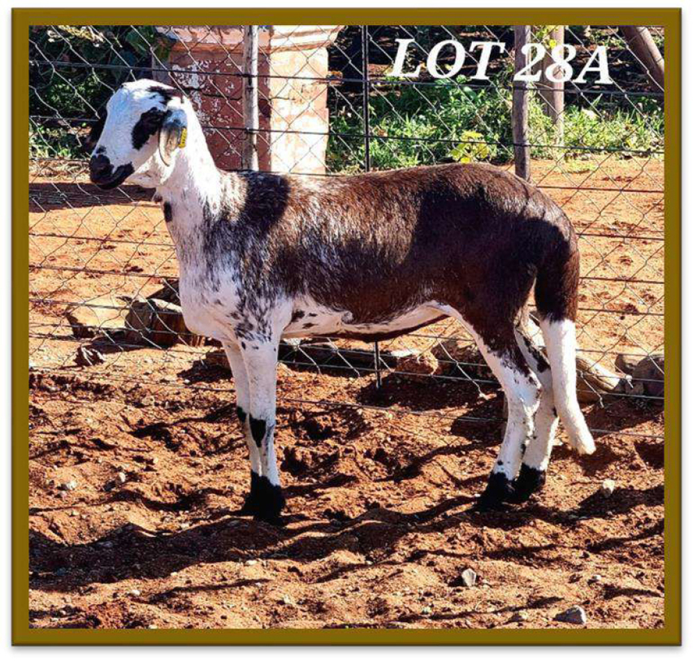 2X DAMARA OOI/EWE STUD WILLIE MAREE (PER STUK OM LOT TE NEEM/PER PIECE ...