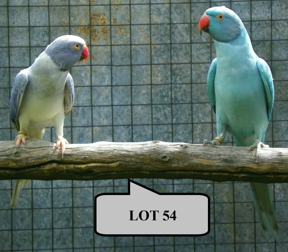 1-1 '21 Ringneck Parakeet: Blue Misty Opaline/cleartail x Dark Violet ...