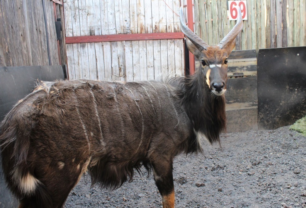 1X NJALA BUL M:1 KOLSKOOT MBWB - WILDVEILING - Groot Marico | CDP ...