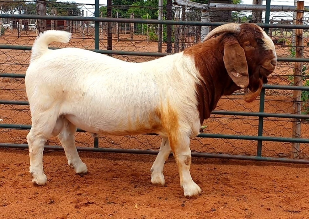 1X BOER GOAT STUD BUCK WITSAND BOERBOKSTOET KAROO BOER GOAT AUCTION ...