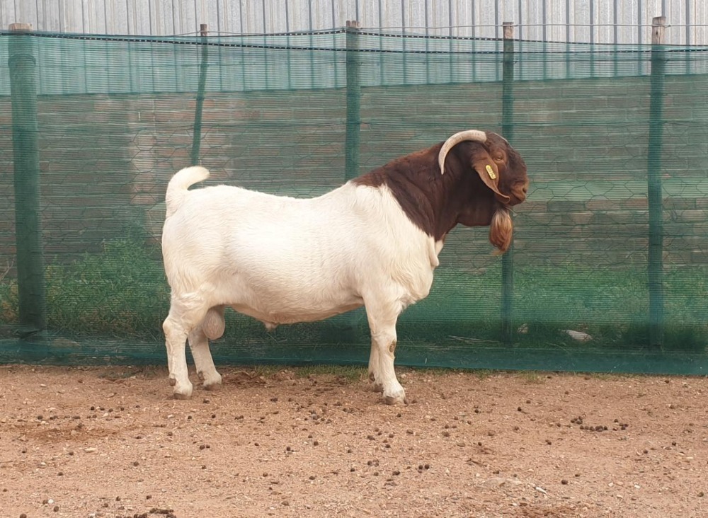 WITHDRAWN - 1X BOER GOAT BUCK DANKBAAR BOERDERY KAROO BOER GOAT AUCTION ...