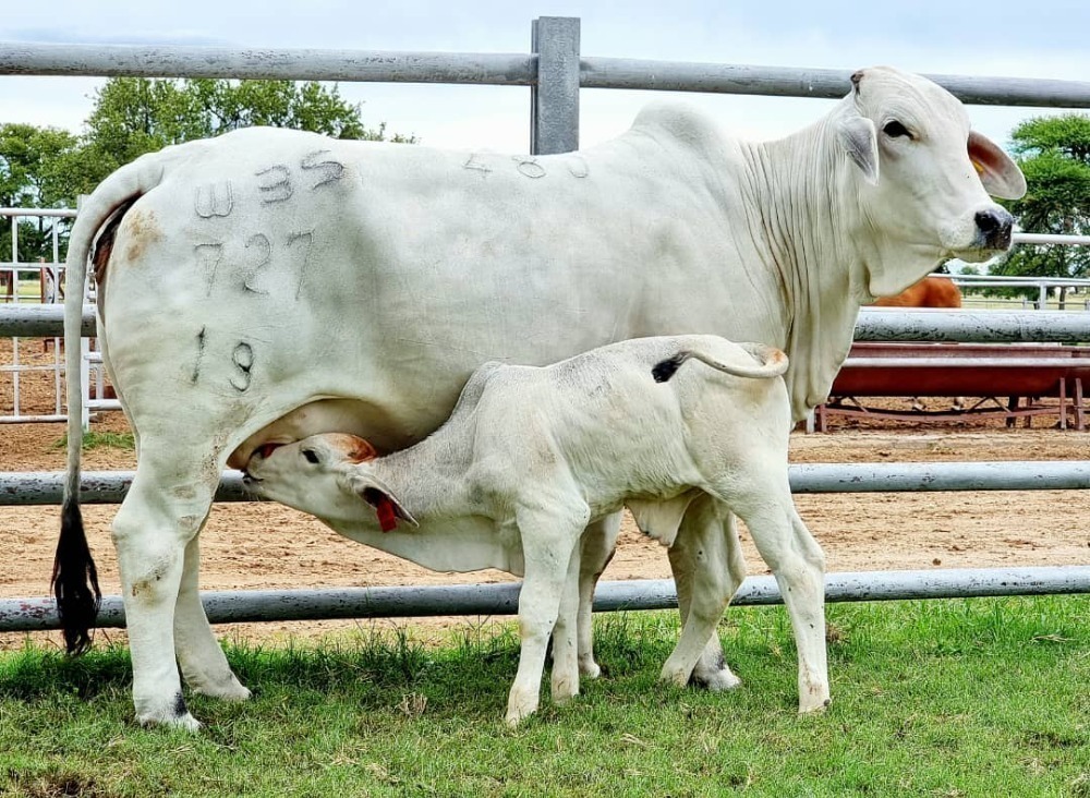 1 1 x GREY BRAHMAN COW WITH CALVE WBS 19727 Ms Baroness Wayside Brahman ...