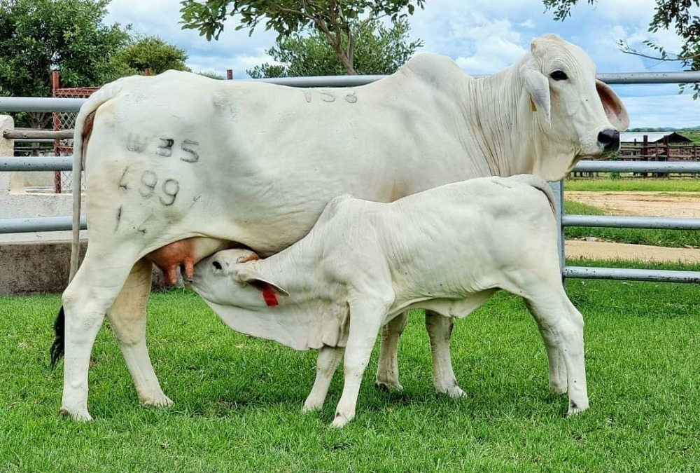 1 1 x GREY BRAHMAN COW WITH CALVE WBS14499 Ms Calixto (AI) Wayside ...