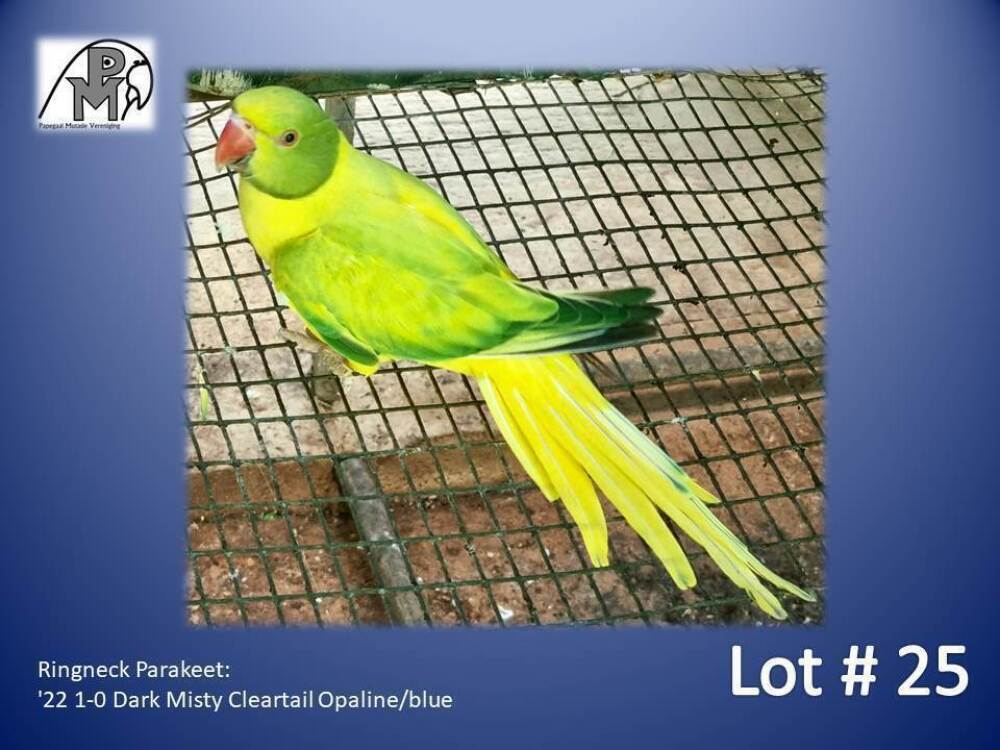 1-0 '22 Ringneck Parakeet: Dark Misty Cleartail Opaline/blue - Fanie ...
