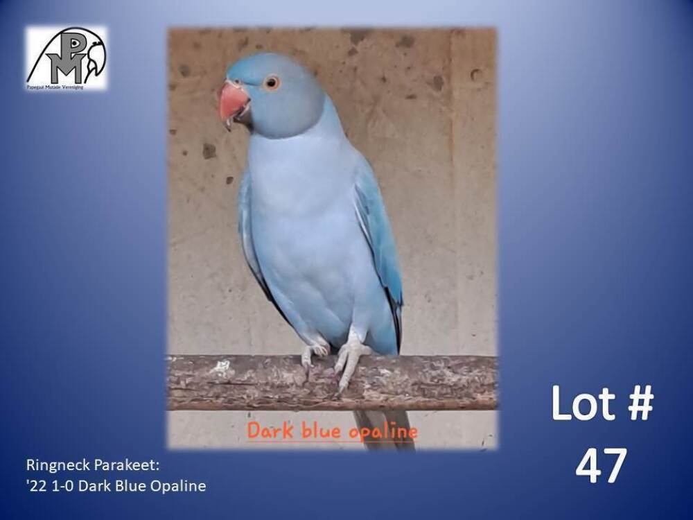 1-0 '22 Ringneck Parakeet: Dark Blue Opaline - Doep Bruwer PAPEGAAI ...