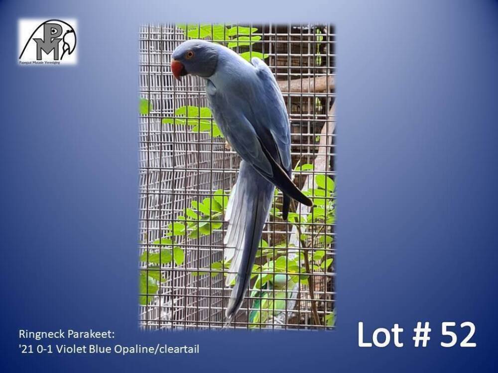 0-1 '21 Ringneck Parakeet: Violet Blue Opaline/cleartail - Marius Kriel ...