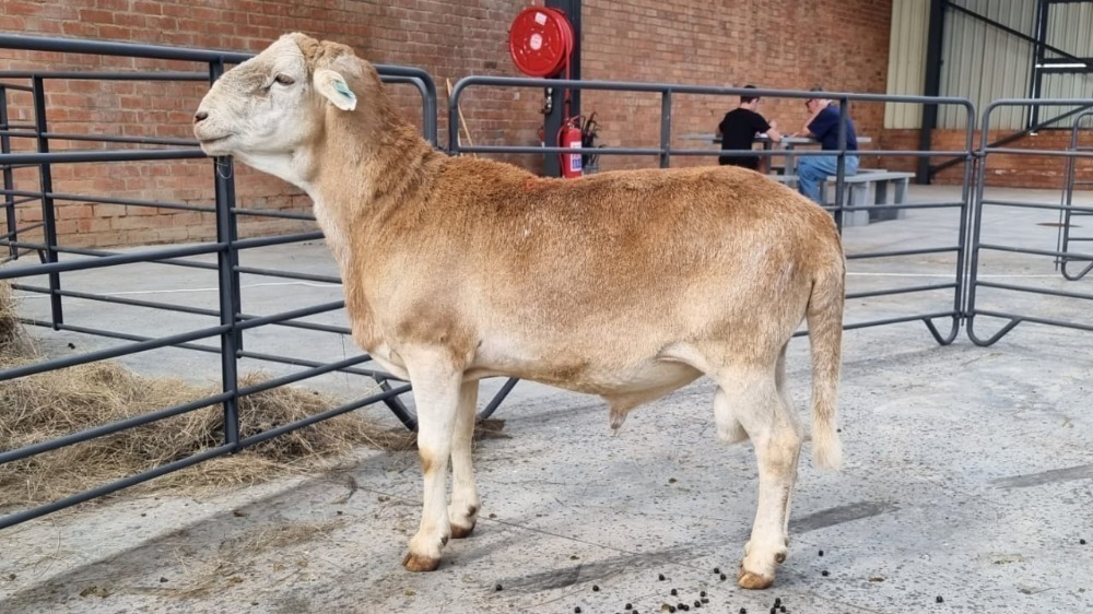 1X MEATMASTER MALE HENMART BOERDERY (Pay per Animal) CDP COMMERCIAL ...