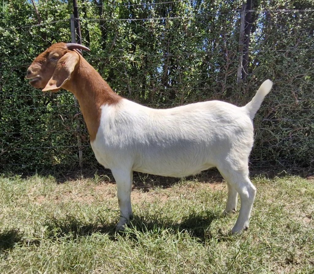 1X BOER GOAT FLOCK DOE The Falls Boergoat Stud KAROO BOER GOAT AUCTION ...