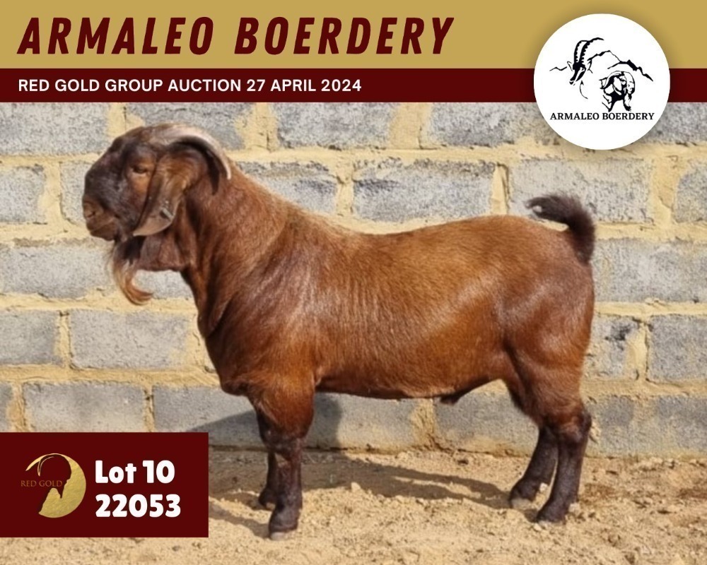 WITHDRAWN - 1X KALAHARI RED BUCK ARMALEO BOERDERY RED GOLD PRODUKSIE ...