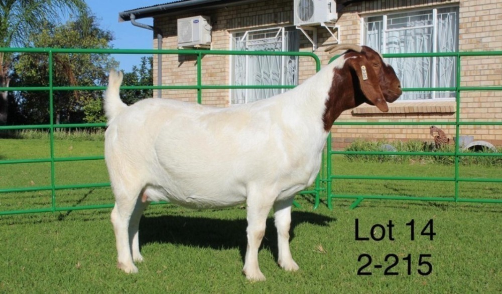 1X BOER GOAT PREGNANT STUD DOE SAKKIE EN NICKY NELL BOERBOKKE KAREELAND ...