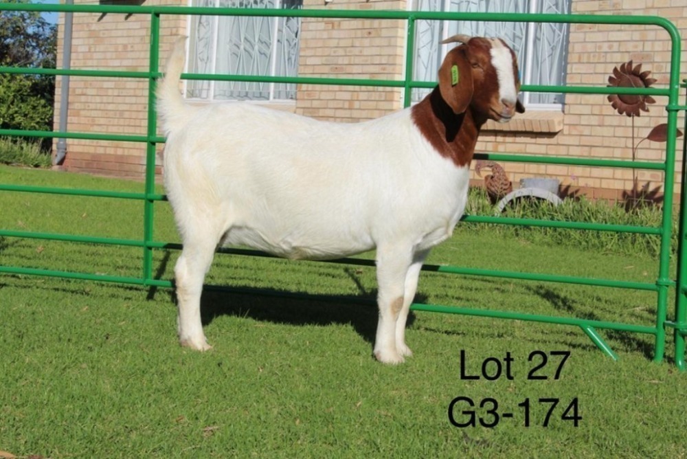 1X BOER GOAT PREGNANT STUD DOE SAKKIE EN NICKY NELL BOERBOKKE KAREELAND ...