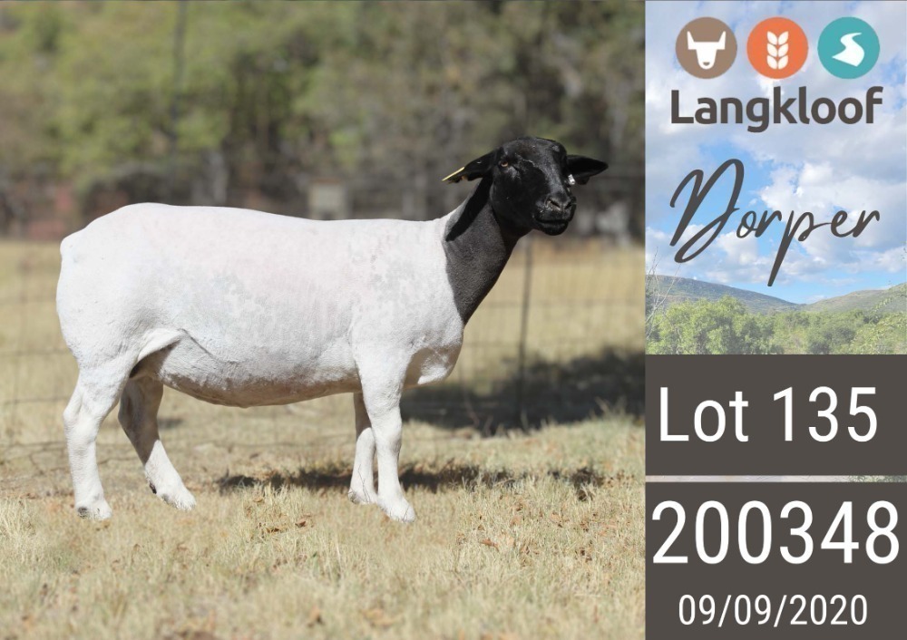 1X DORPER PREGNANT T5 EWE LANGKLOOF DORPERS LANGKLOOF GAME FARM 1st ...