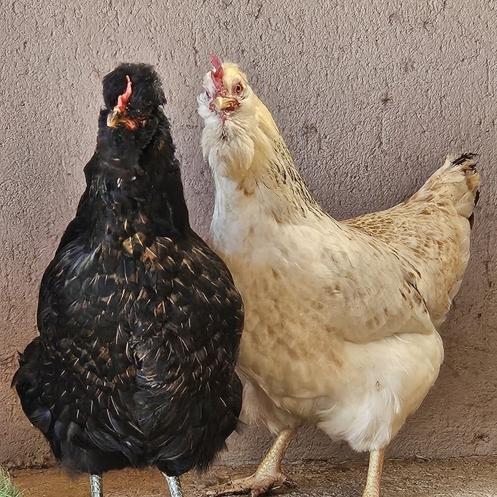 2X POULTRY FEMALE MATHUBA GENETICS CDP LIVESTOCK CARNIVAL AUCTION | CDP ...