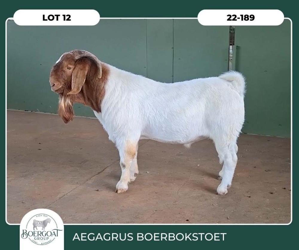 1X BOER GOAT KUDDE 42-394 BUCK AEGAGRUS BOERBOK STOET 007 GENETIKA ...